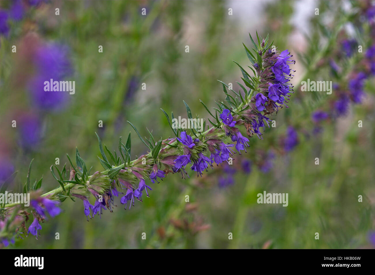 Hyssopus officinalis officinalis hi-res stock photography and images ...