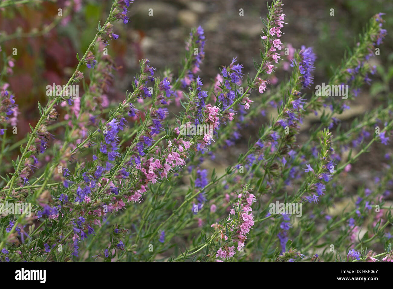 Hyssopus officinalis officinalis hi-res stock photography and images ...