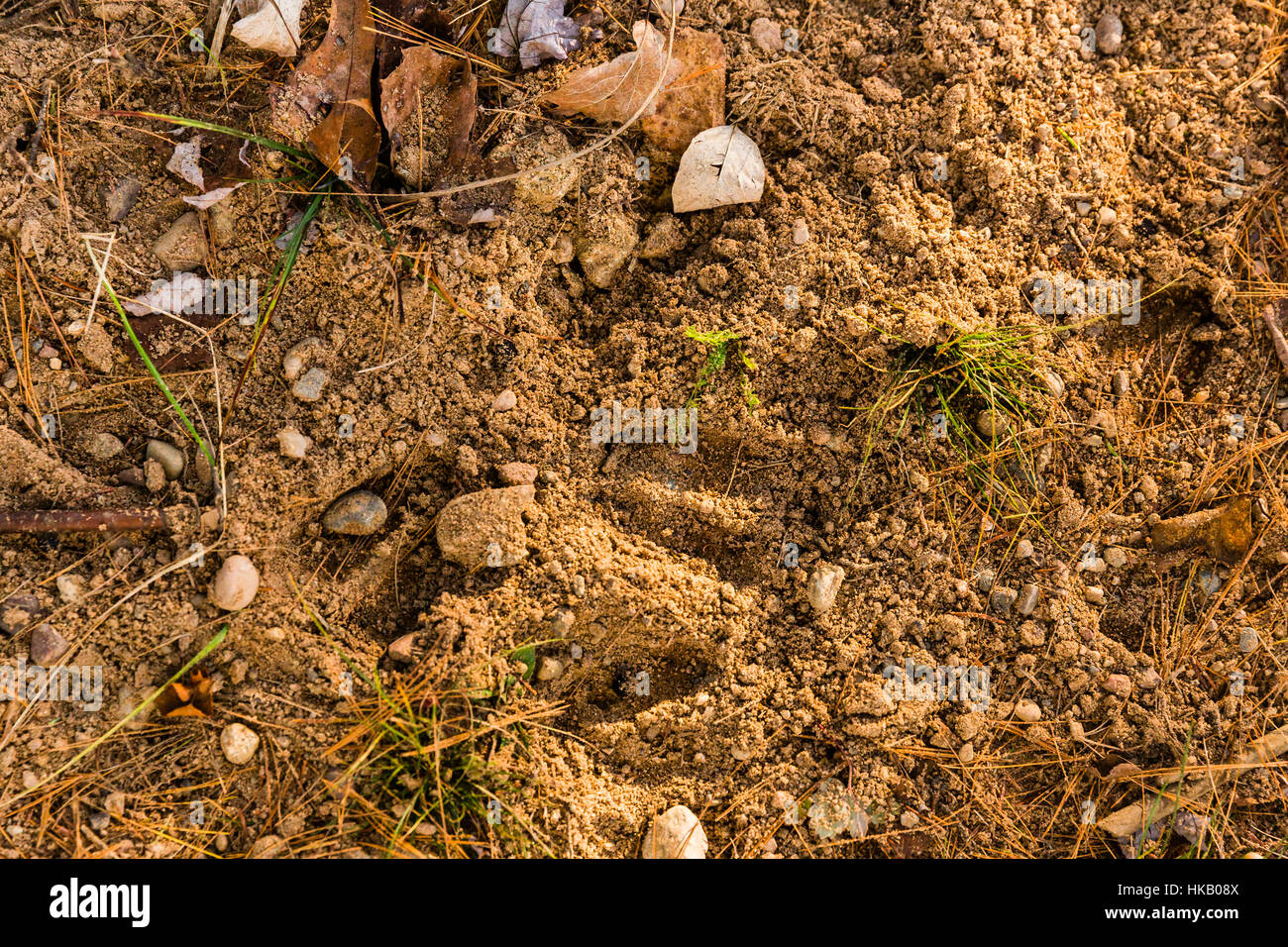 White-tailed buck scrape Stock Photo - Alamy
