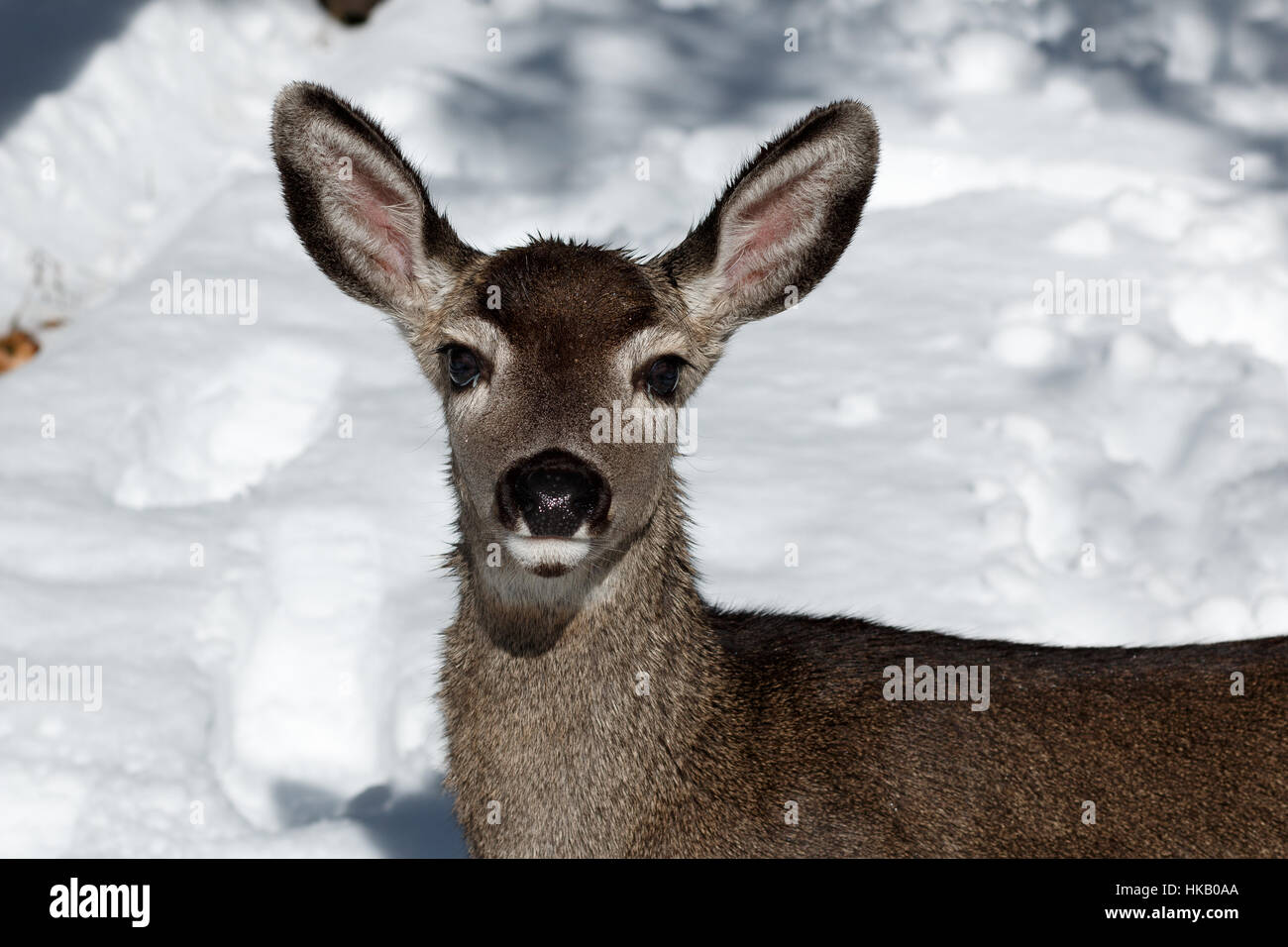 Mule deer fawn in snow, California, Yosemite National Park, Taken 11.16 ...