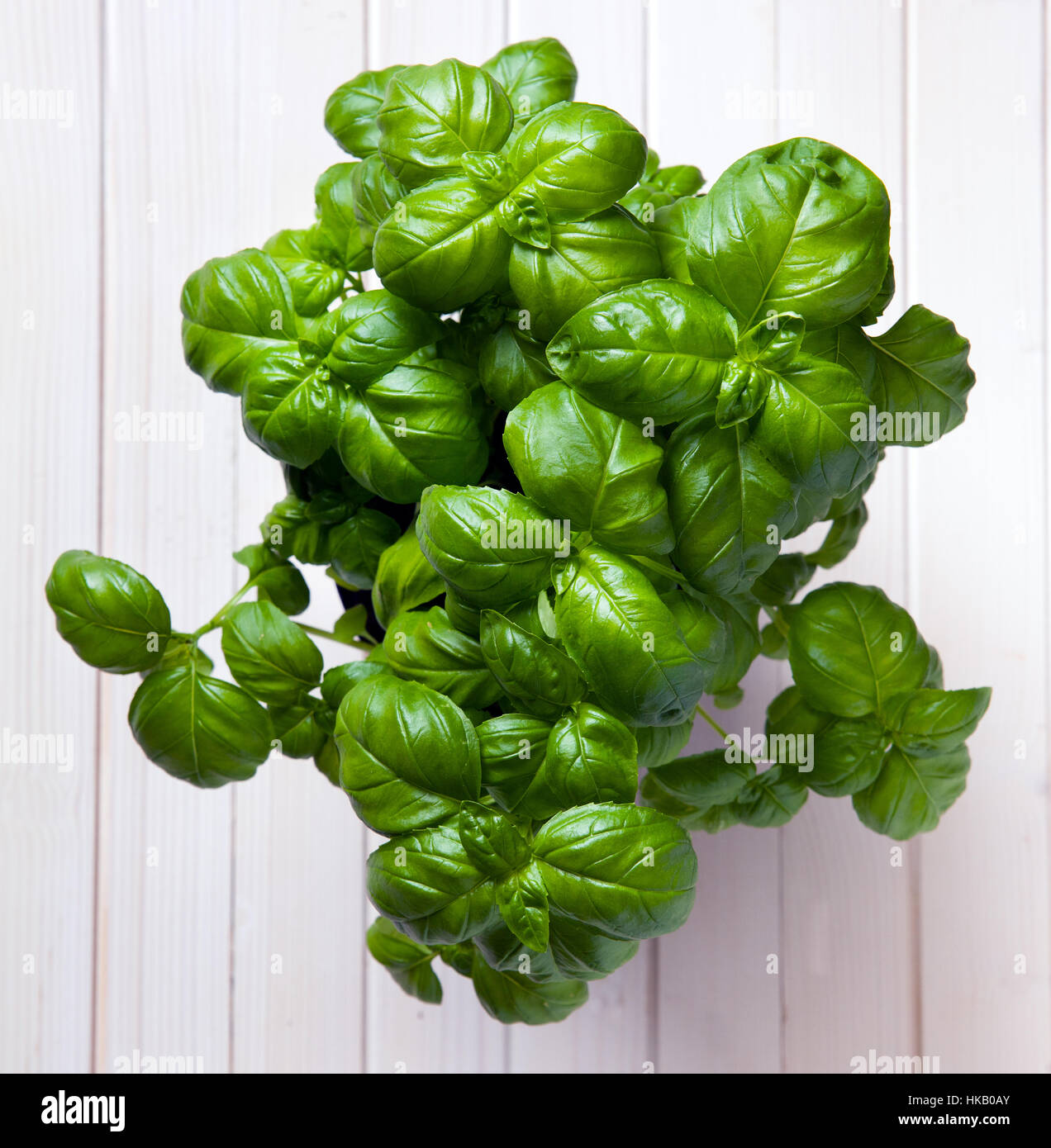 basil leaves top view Stock Photo - Alamy