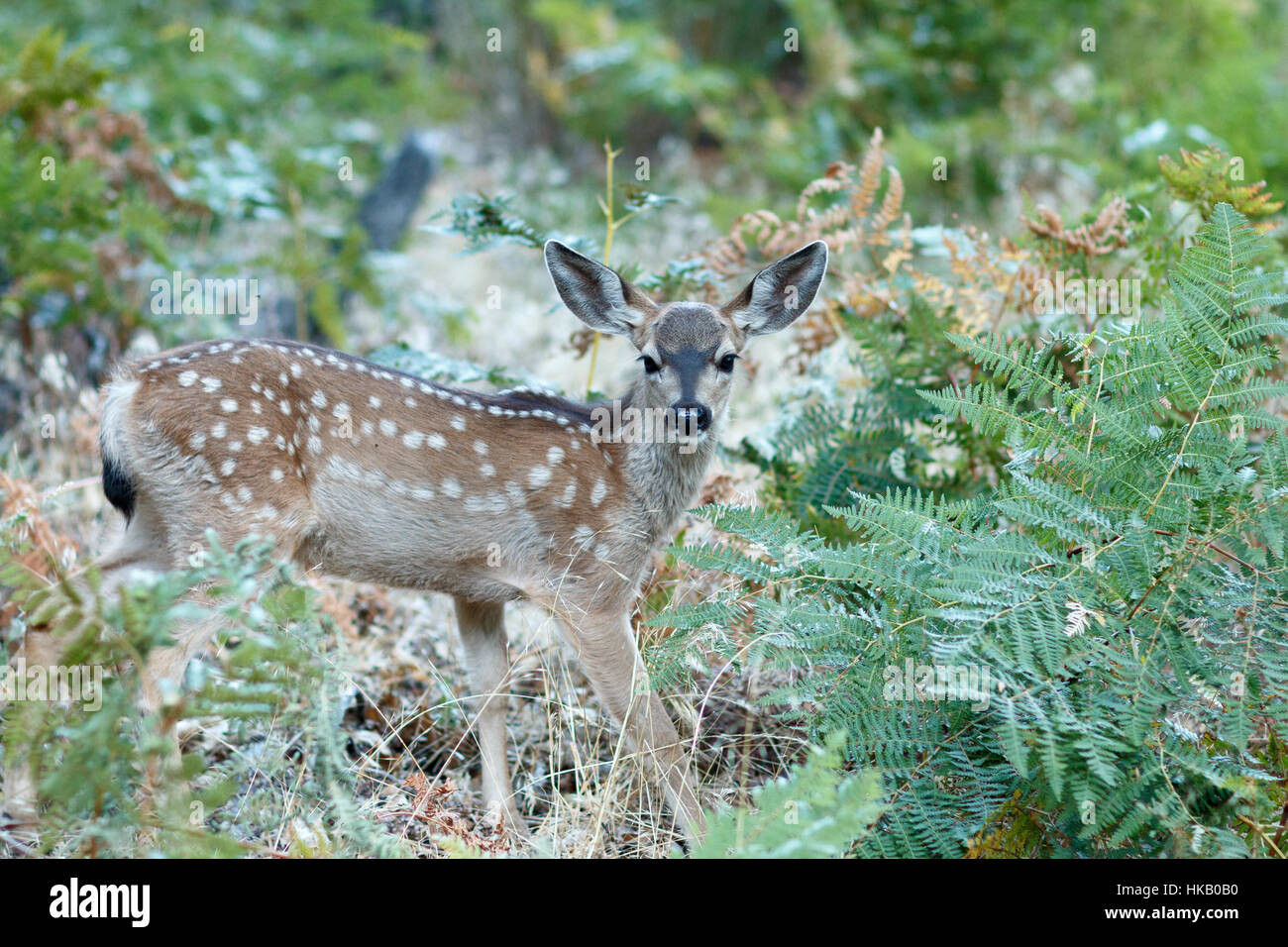 Mule deer fawn, California, Yosemite National Park, Taken 09.14 Stock ...