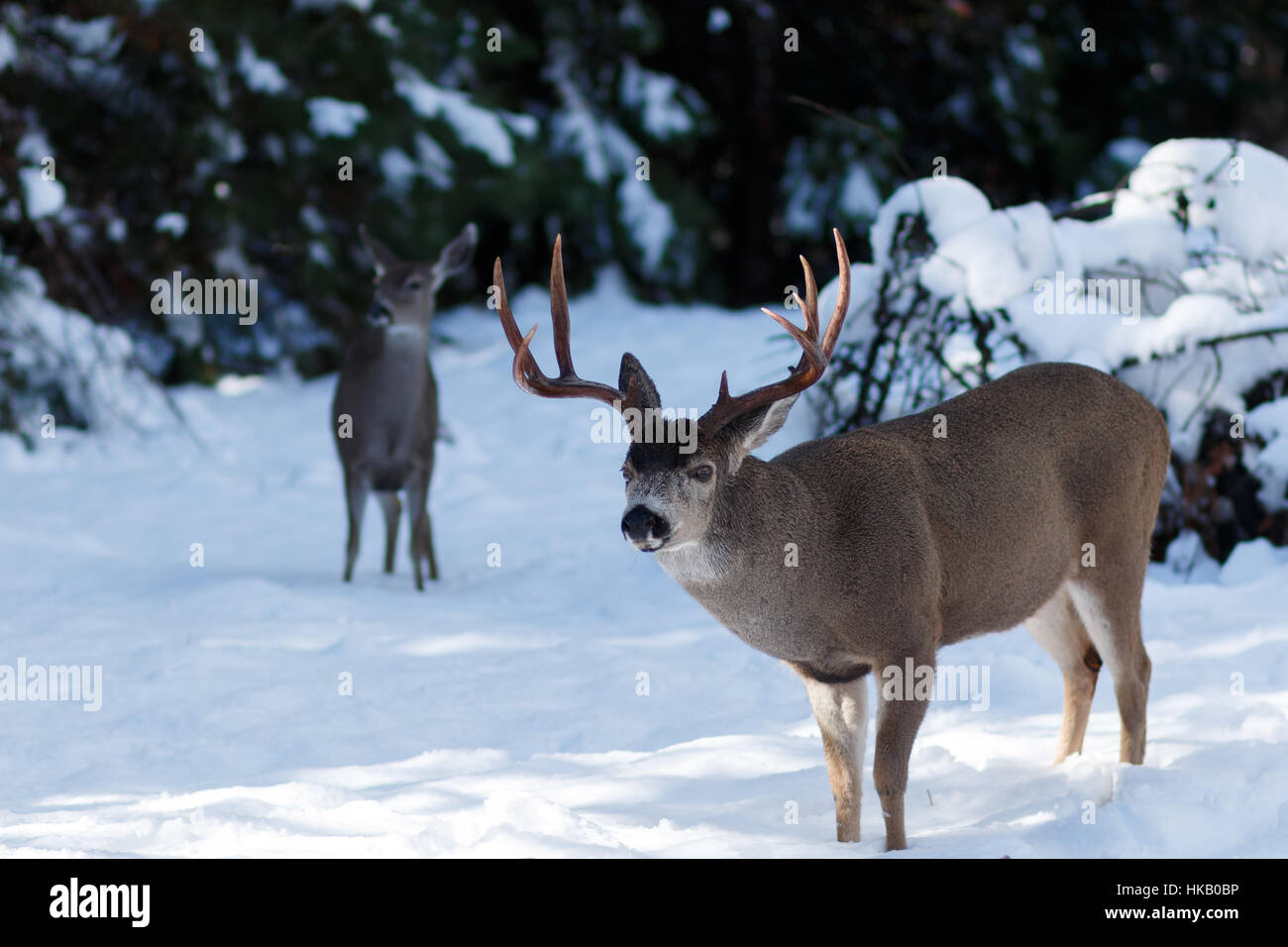 Mule deer buck with large antlers in snow, California, Yosemite ...