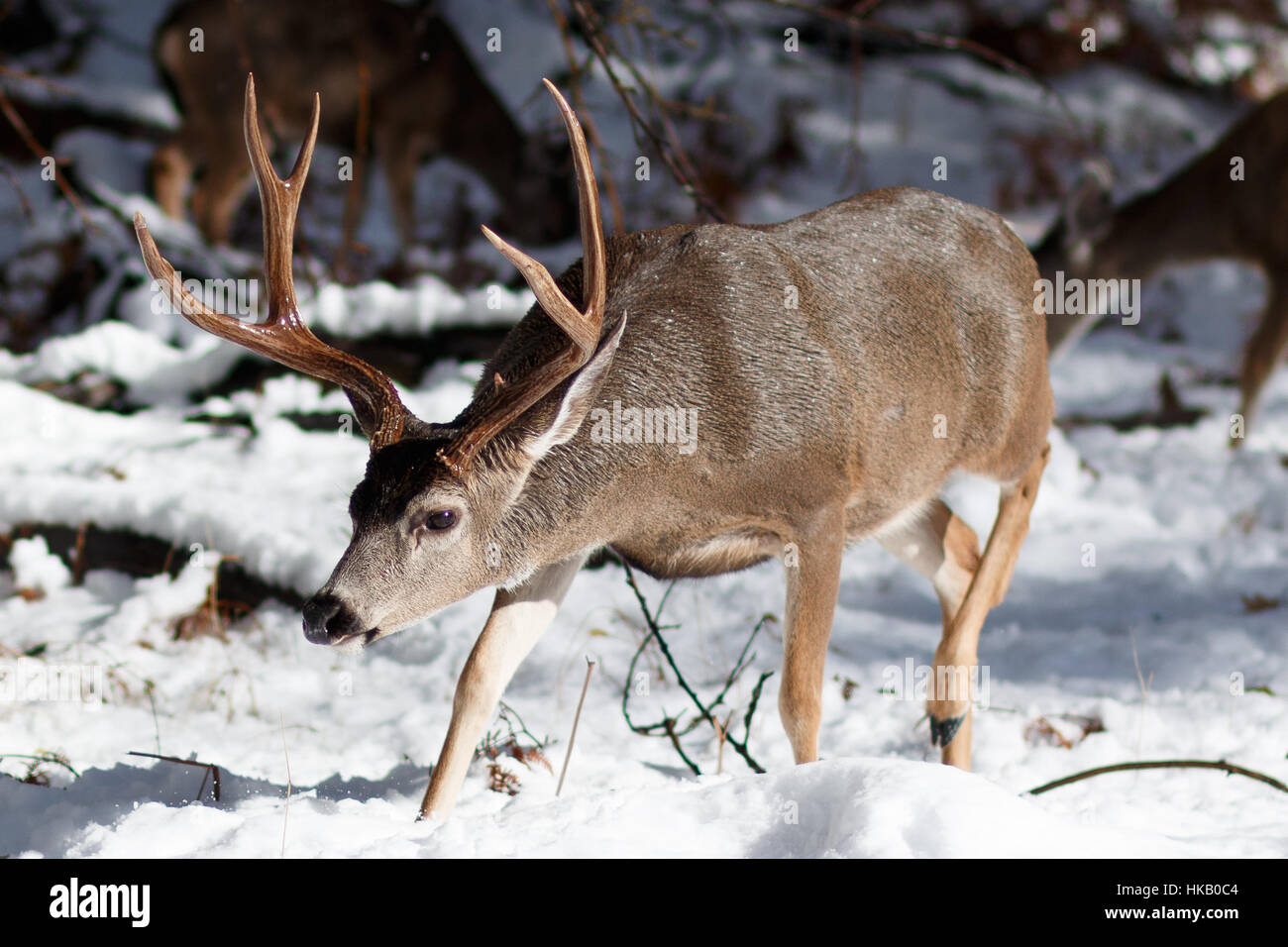 Mule deer buck with large antlers in snow, California, Yosemite ...