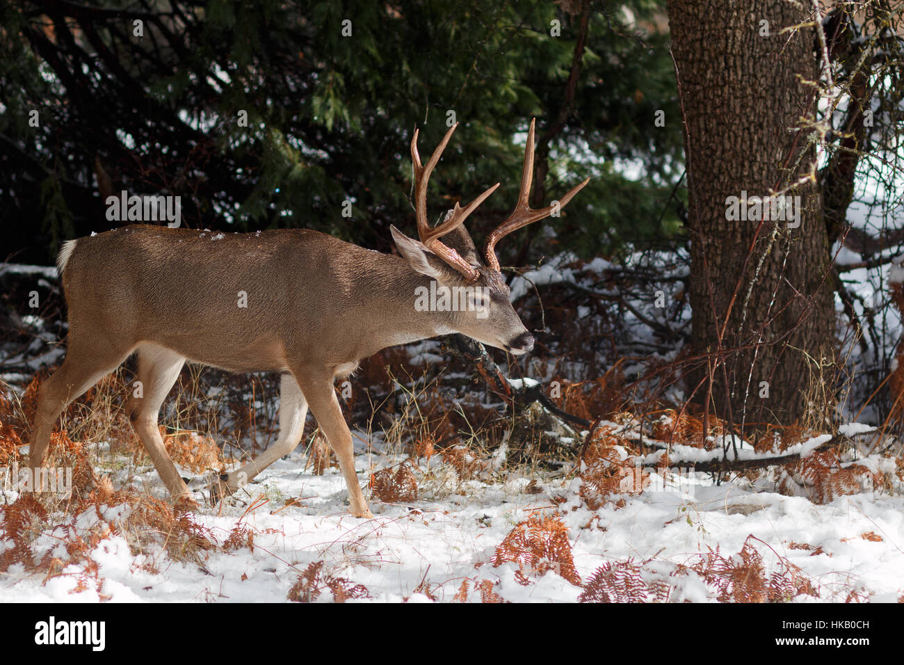 Mule deer buck with large antlers in snow, California, Yosemite ...