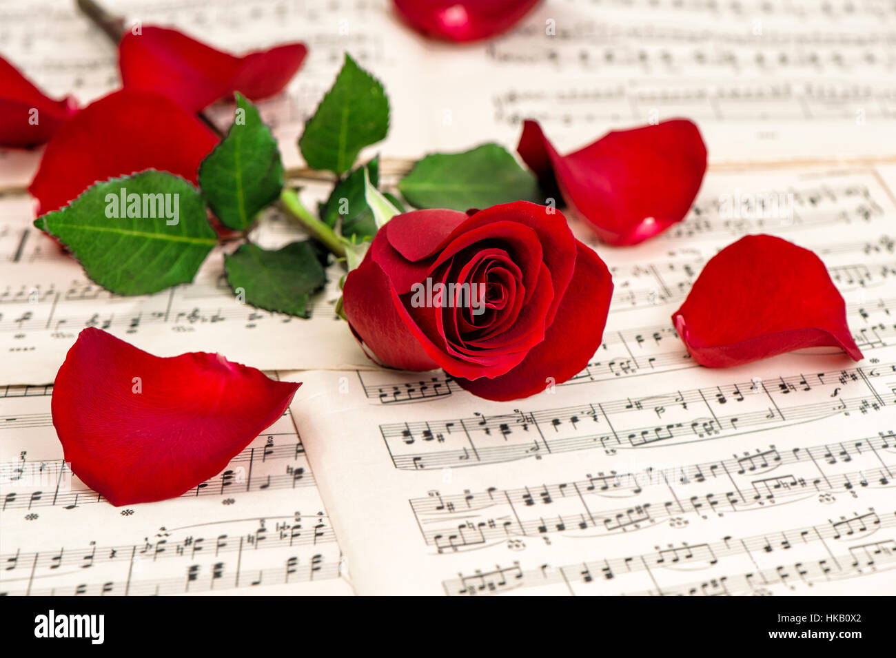 Red rose flower and blurred music notes sheet Stock Photo - Alamy