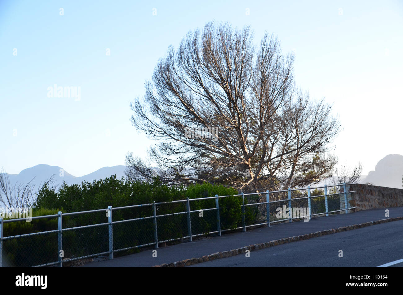 pear shaped dead tree on skyline Stock Photo - Alamy