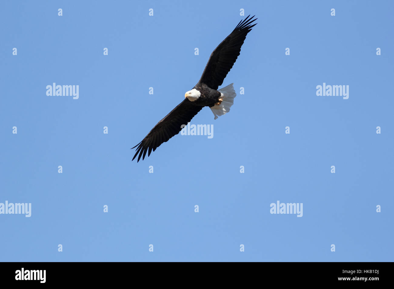 Bald eagle soaring with wings spread (Haliaeetus leucocephalus) , Oregon, Ashland, Emigrant Lake ...