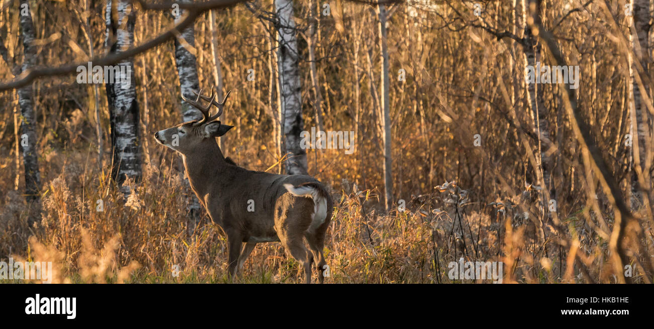 Whitetail buck rut hi-res stock photography and images - Alamy