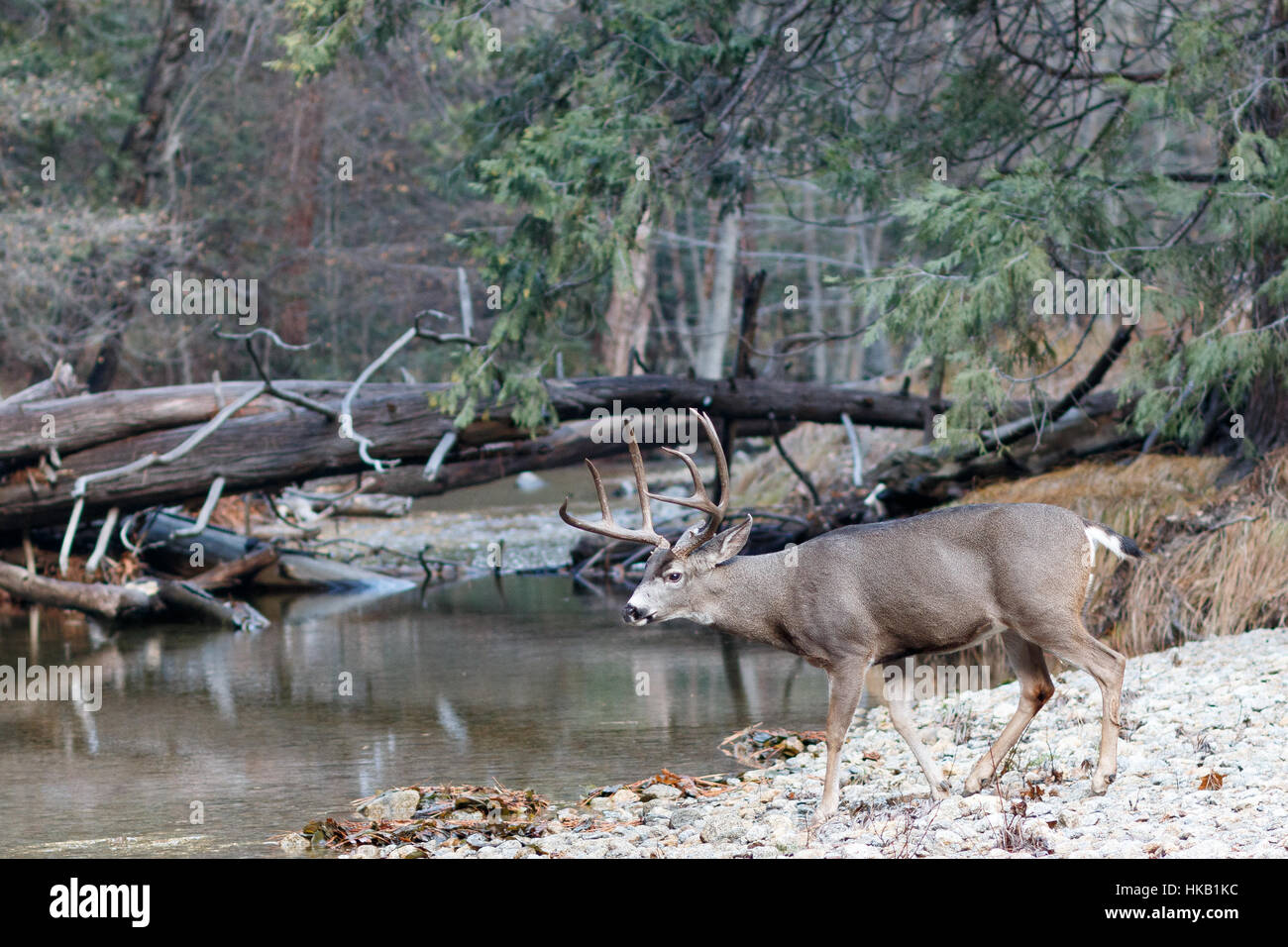 Mule deer buck walking toward river, California, Yosemite National Park ...