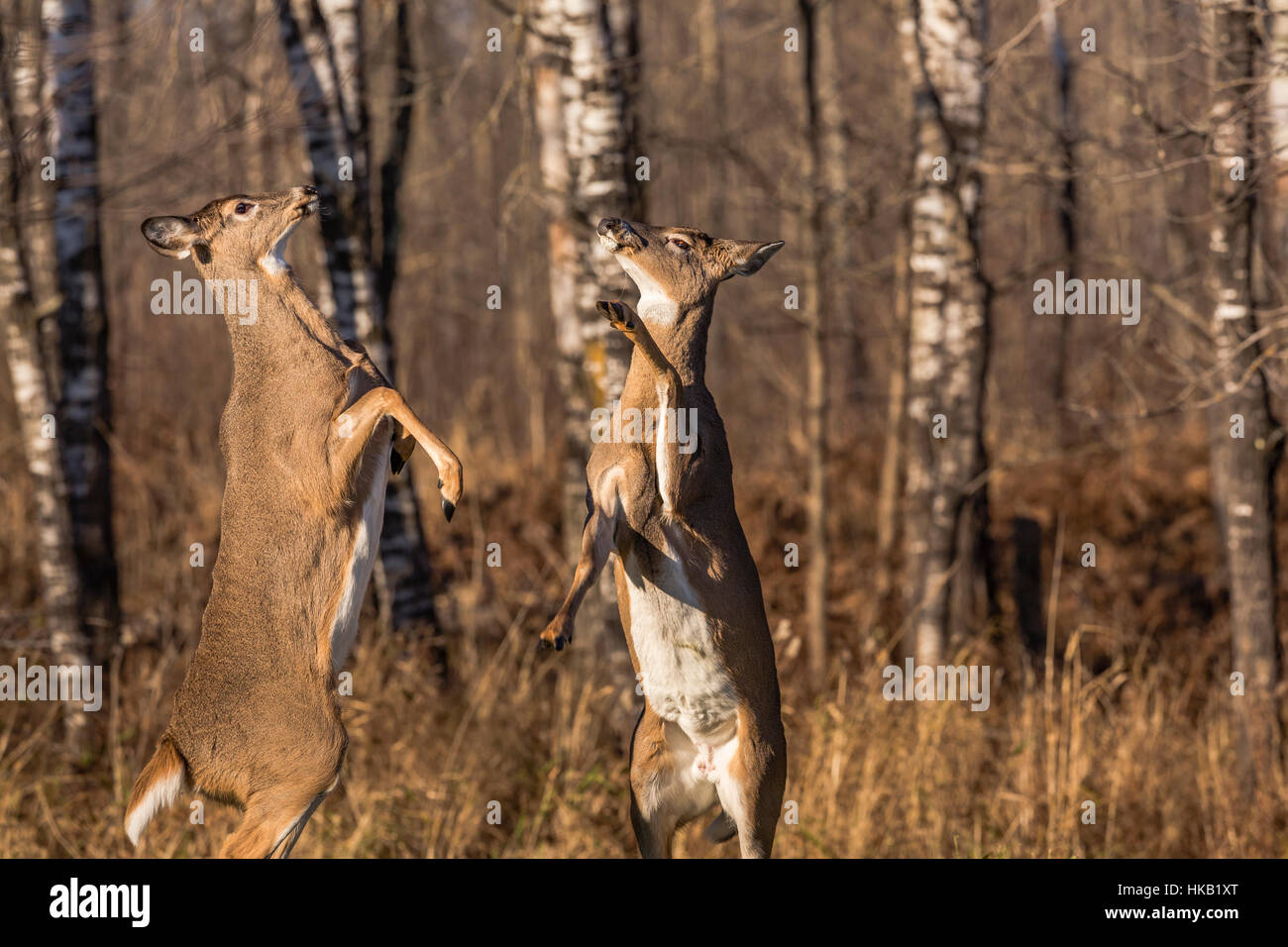 White Tailed Deer Hoof High Resolution Stock Photography and Images - Alamy