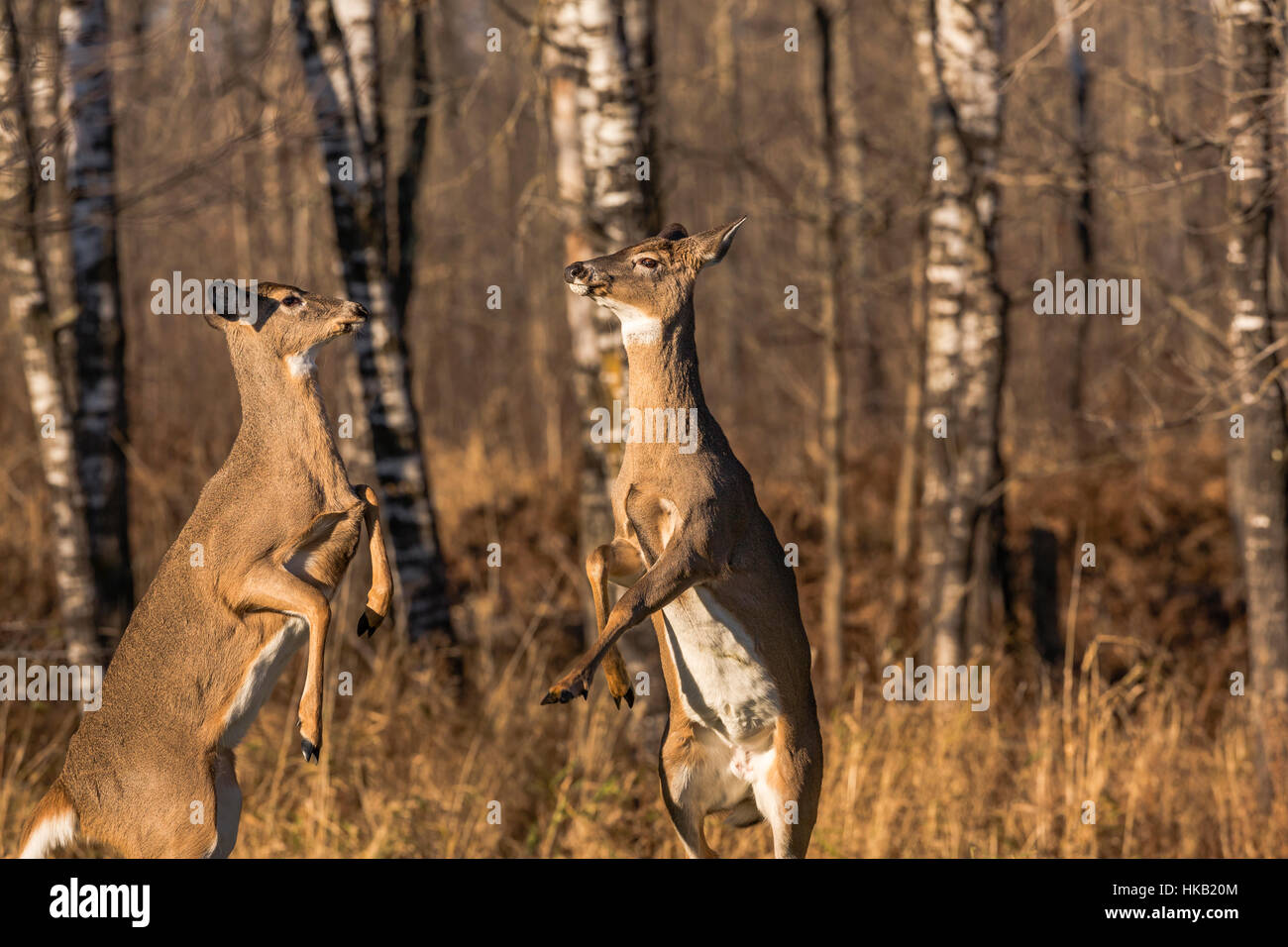 White tailed deer hoof hi-res stock photography and images - Alamy