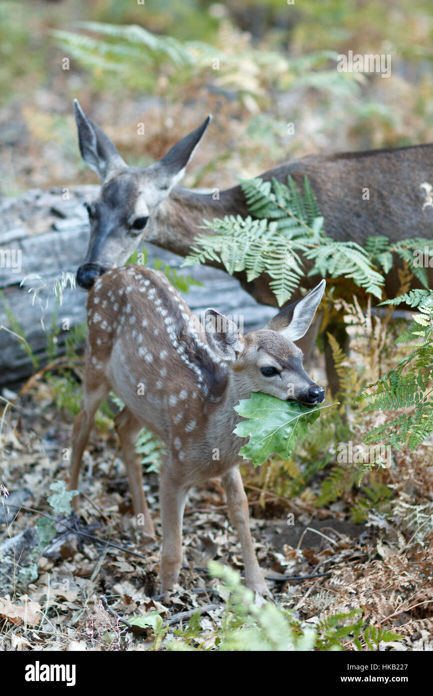Mule deer fawn chews on a large green leaf, California, Yosemite ...
