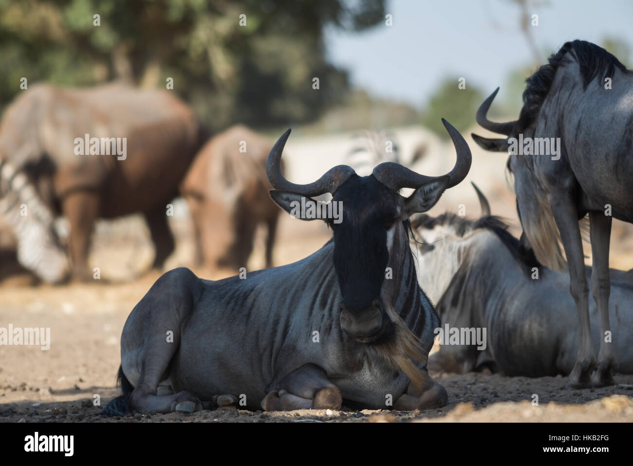 Visit to Safari Ramat Gan, Israel Stock Photo - Alamy