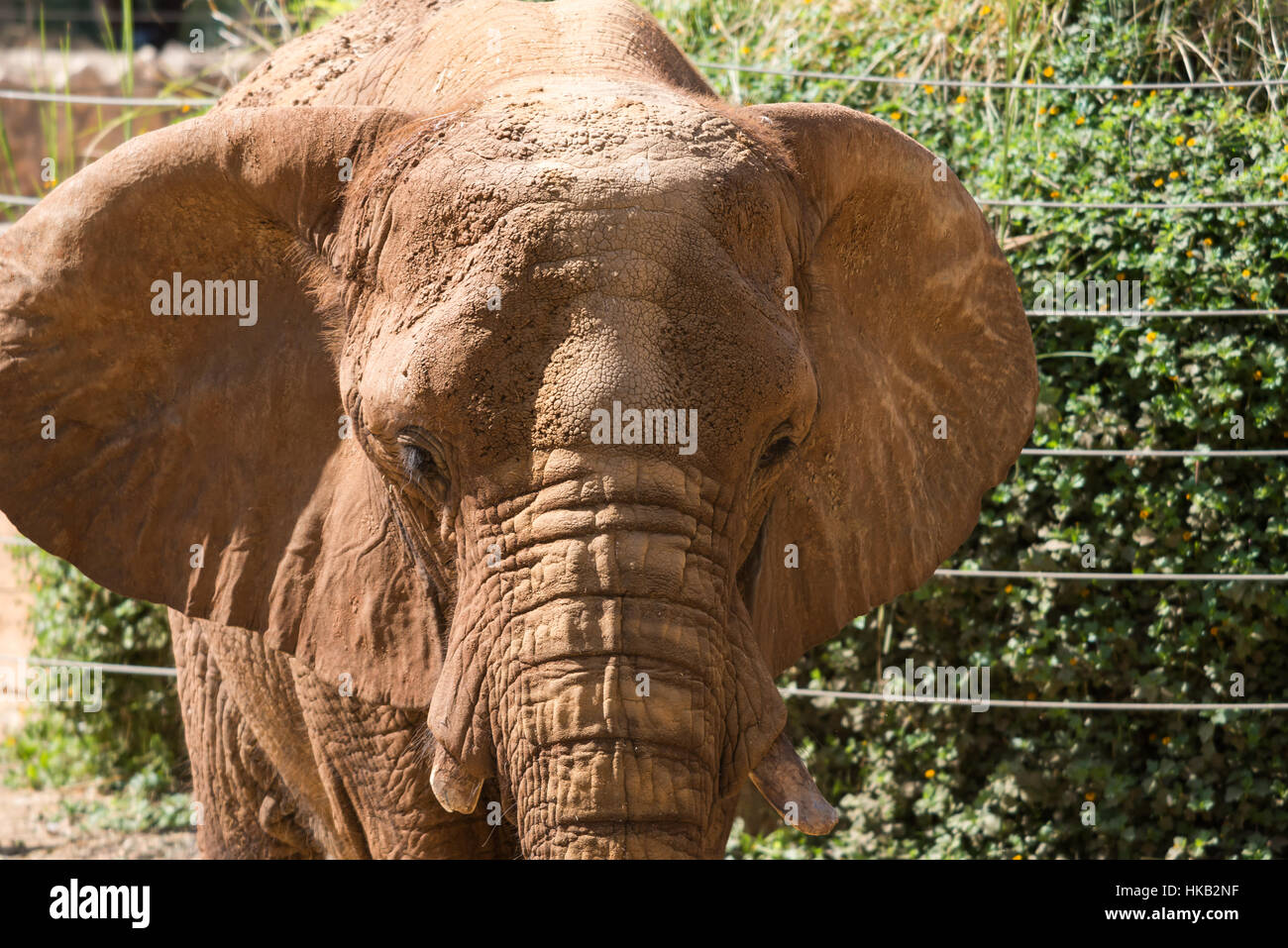 Visit to Safari Ramat Gan, Israel Stock Photo - Alamy