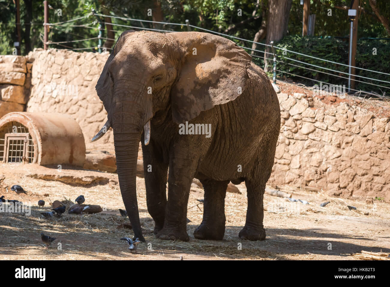 Visit to Safari Ramat Gan, Israel Stock Photo - Alamy