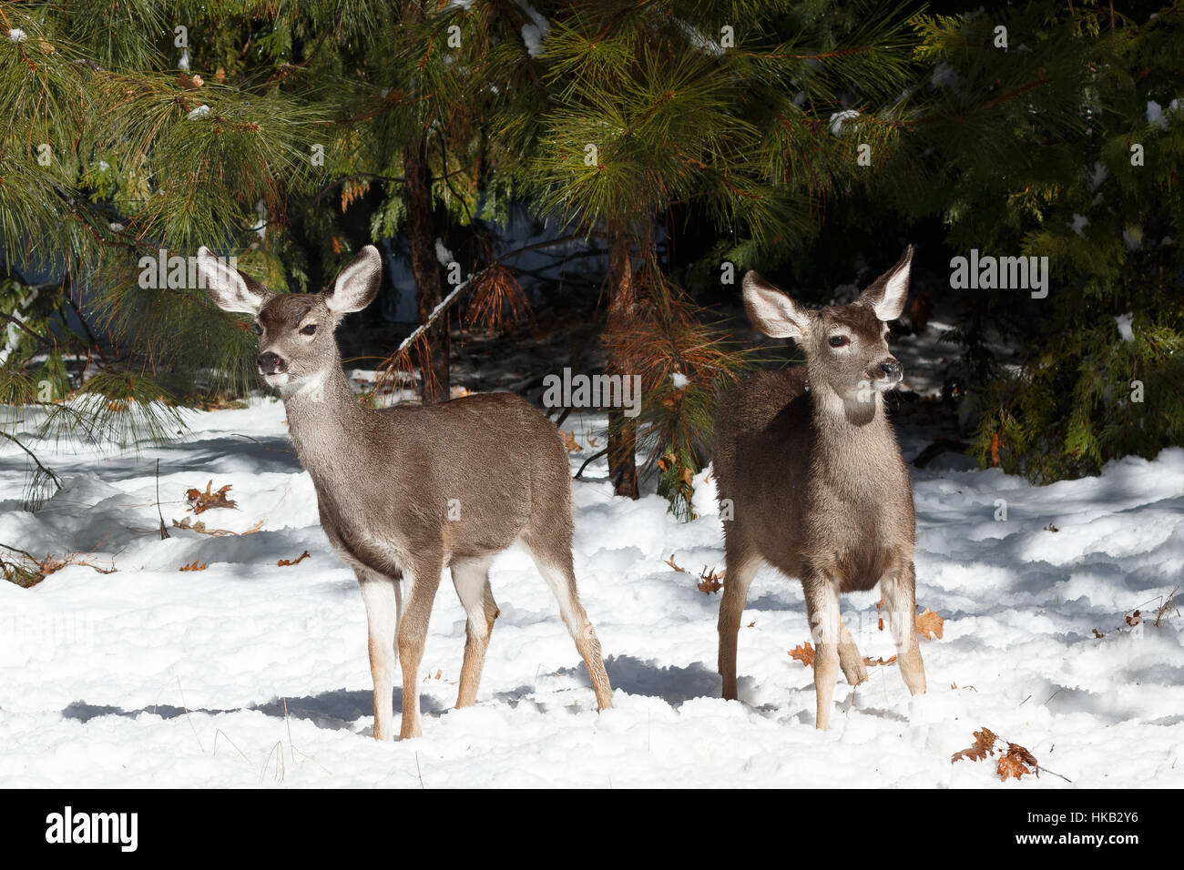 Mule deer fawns standing in snow, California, Yosemite National Park ...