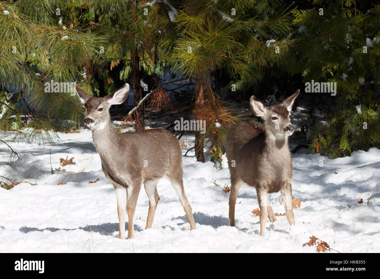 Mule deer fawns standing in snow, California, Yosemite National Park ...