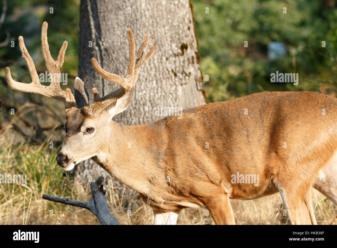 Mule deer buck with large antlers, (Odocoileus hemionus), California ...