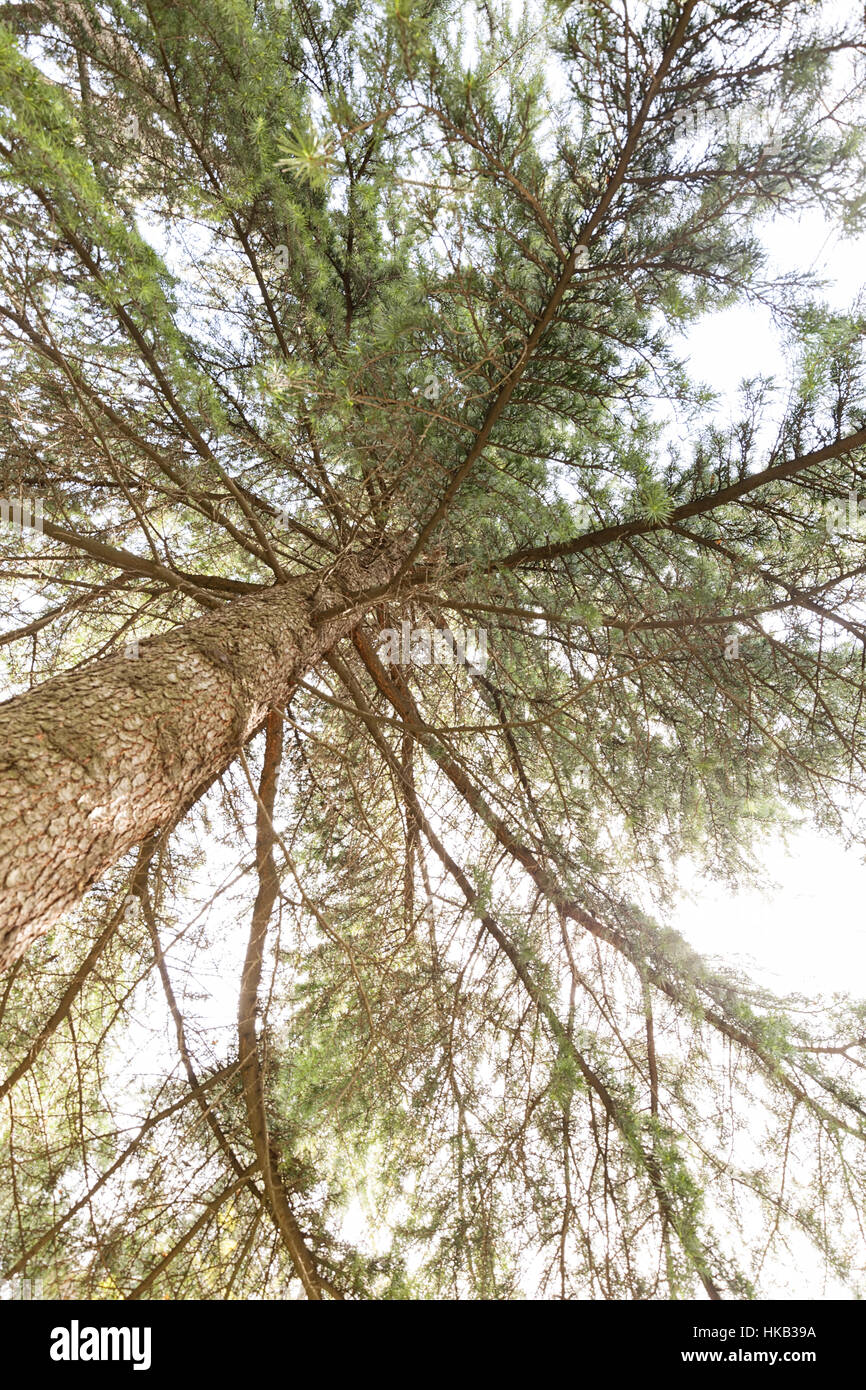 Conifer branch with sunlight in nature, note shallow depth of field ...
