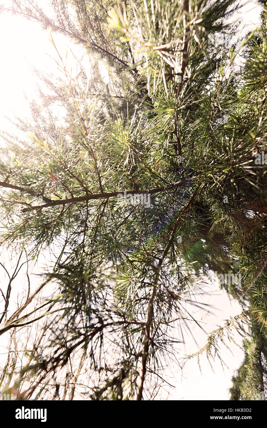Conifer branch with sunlight in nature, note shallow depth of field ...