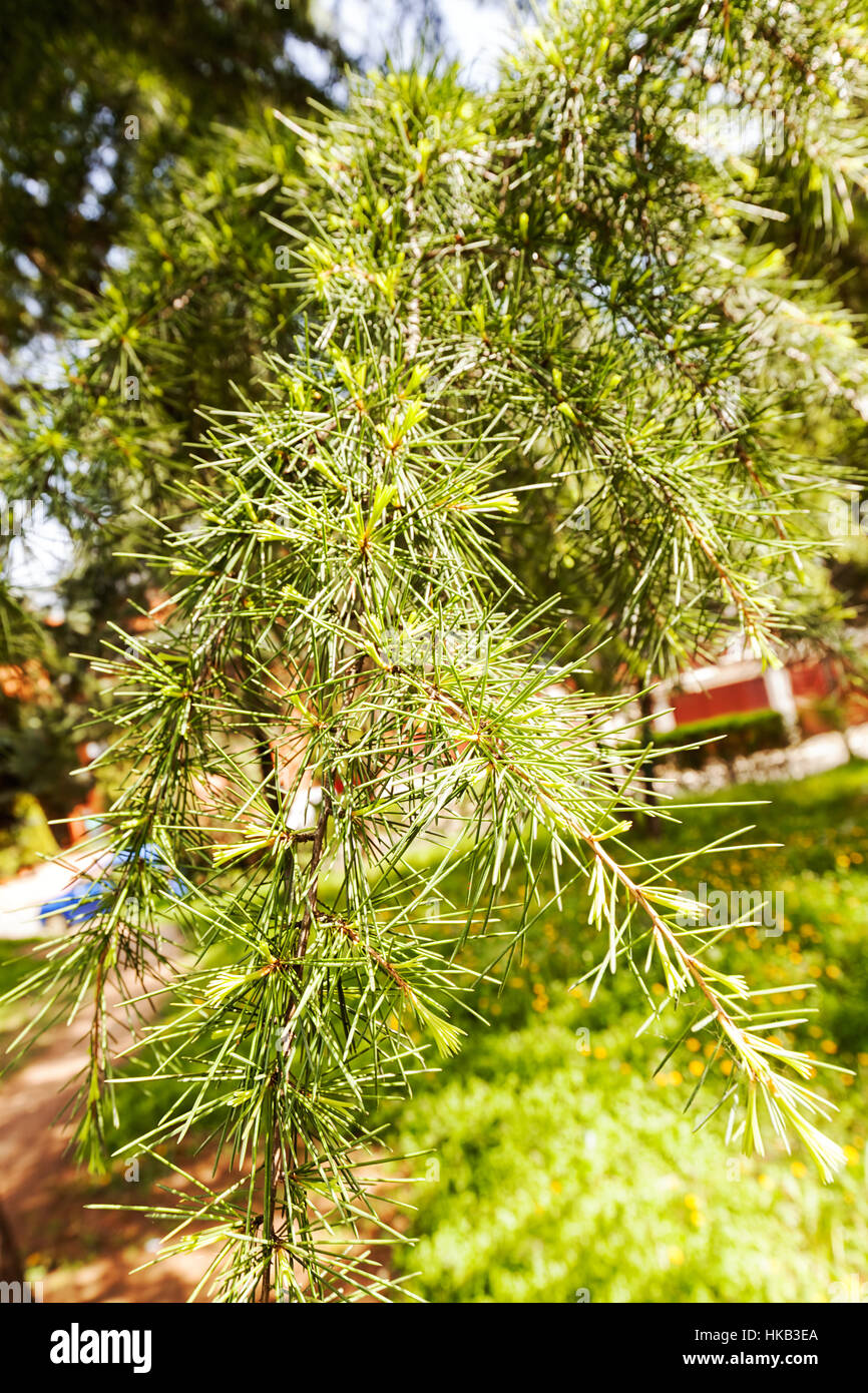 Conifer branch with sunlight in nature, note shallow depth of field ...