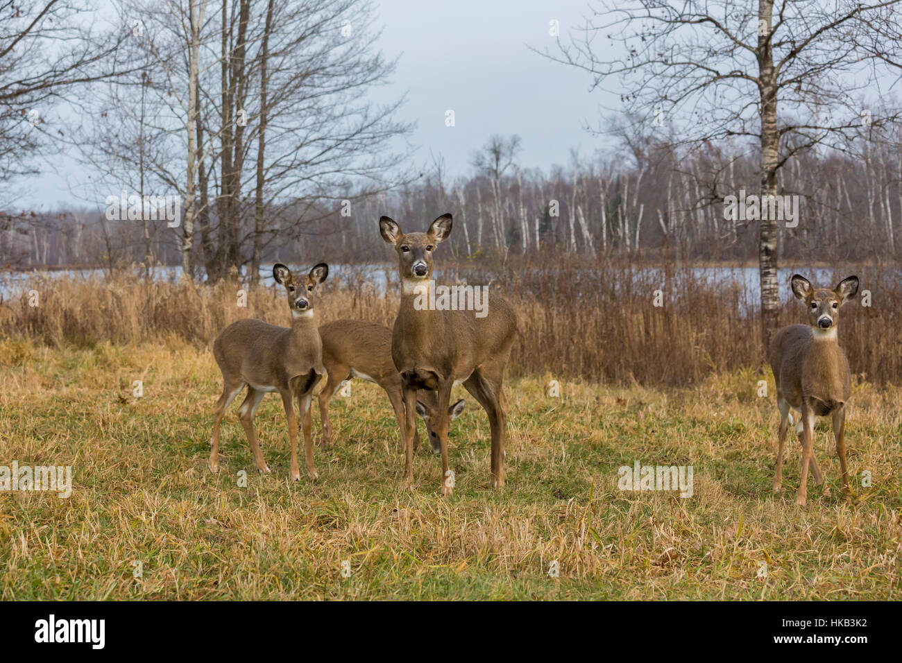 White-tailed doe and three fawns Stock Photo - Alamy