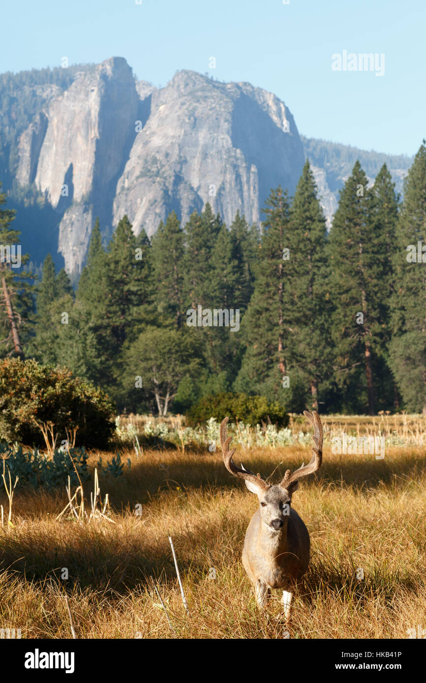 Mule deer buck in Yosemite Valley, California, Yosemite National Park ...