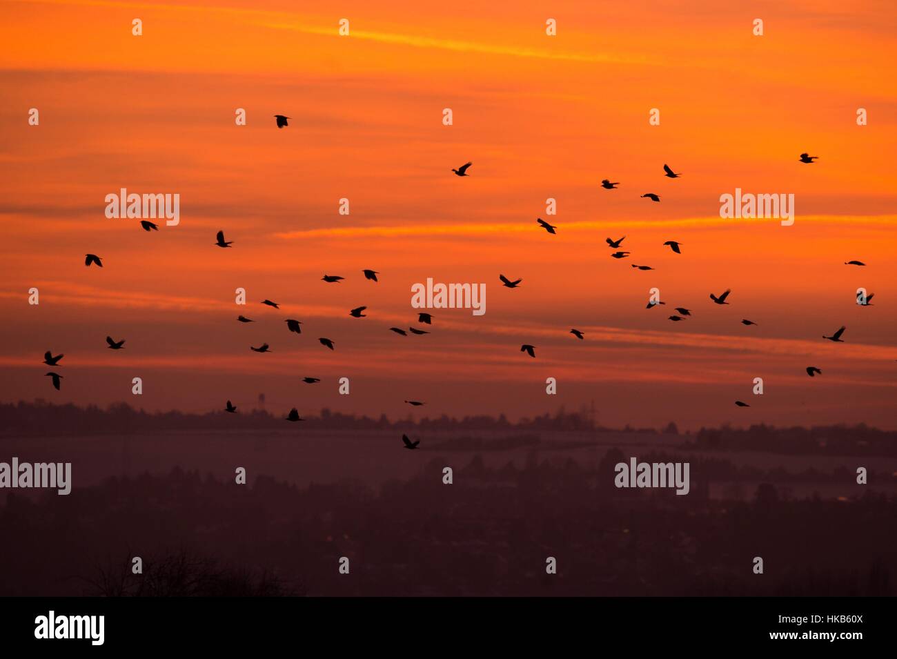 Dresden, Germany. 26th Jan, 2017. Birds can be seen during a dramatic ...