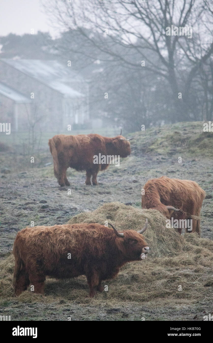 Highland cattle grazing near village hi-res stock photography and ...