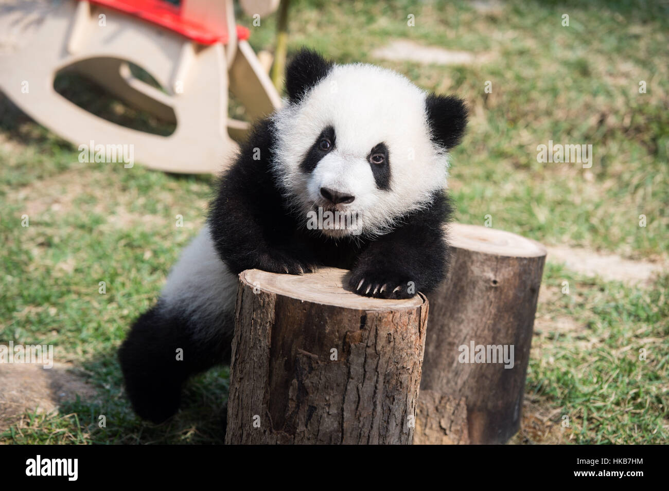 Macao, China. 27th Jan, 2017. Panda cub "Jianjian" plays at a zoo in ...