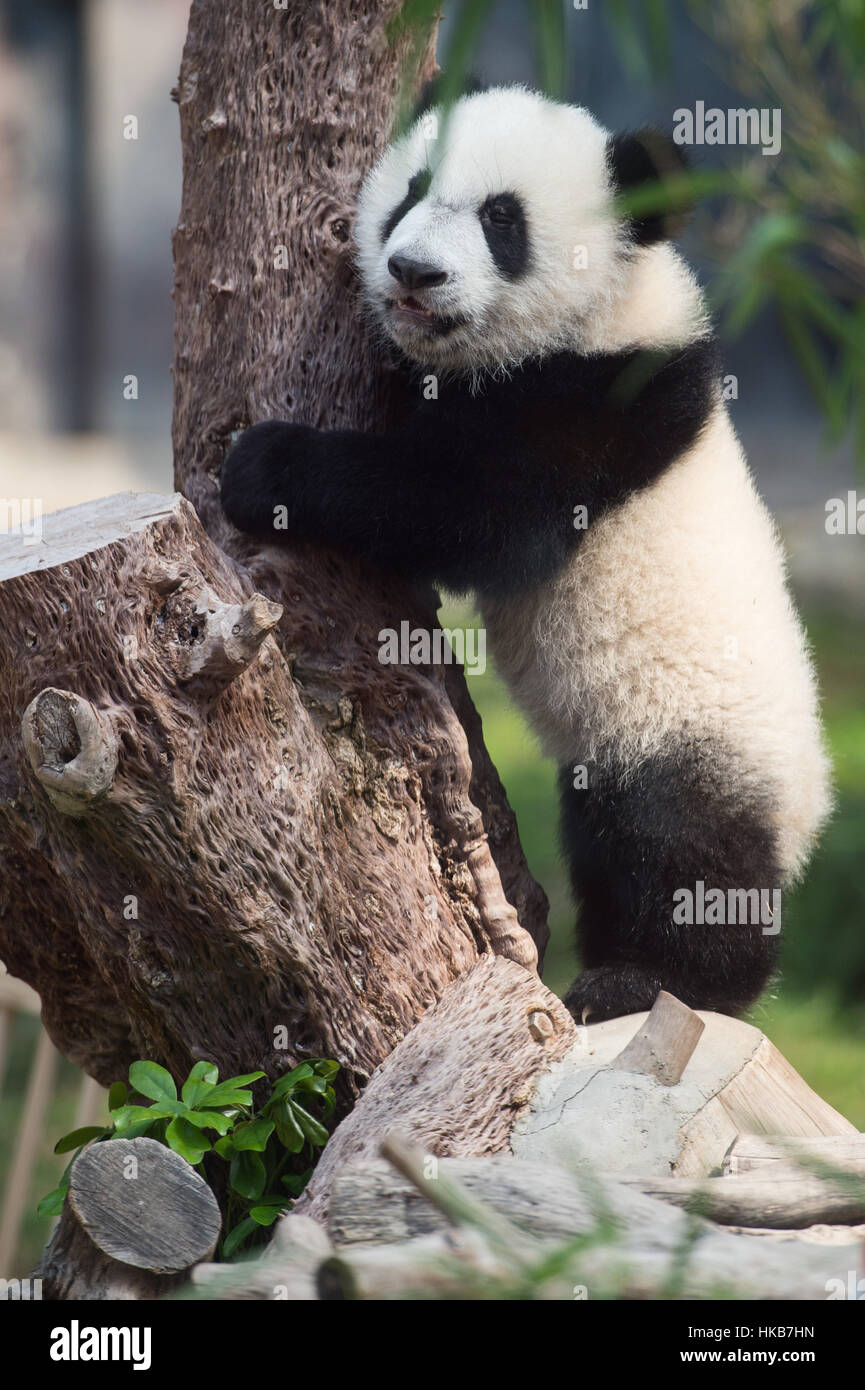 Macao, China. 27th Jan, 2017. Panda cub "Jianjian" plays at a zoo in ...