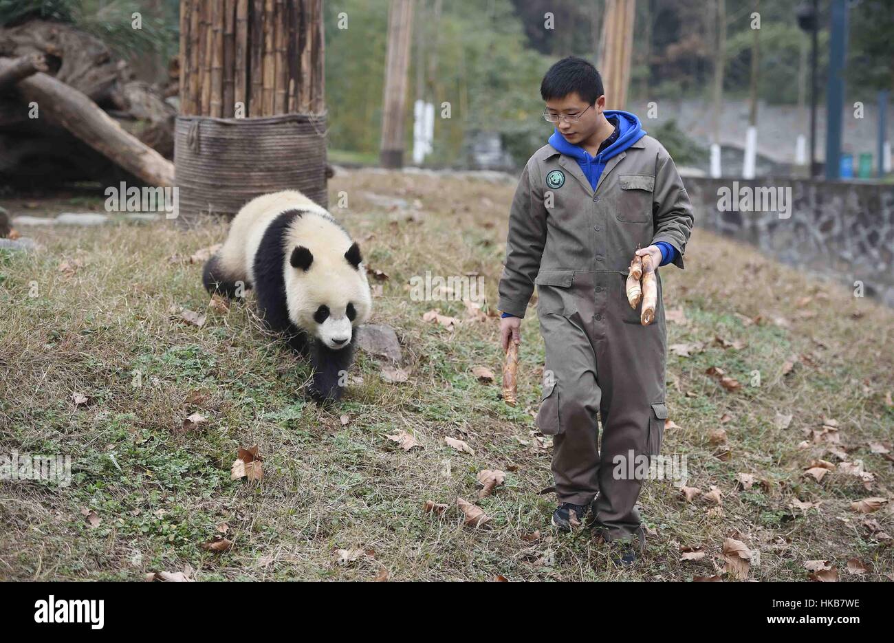Dujiangyan, China's Sichuan Province. 27th Jan, 2017. Keeper Zou Wenyong feeds a giant panda at ...
