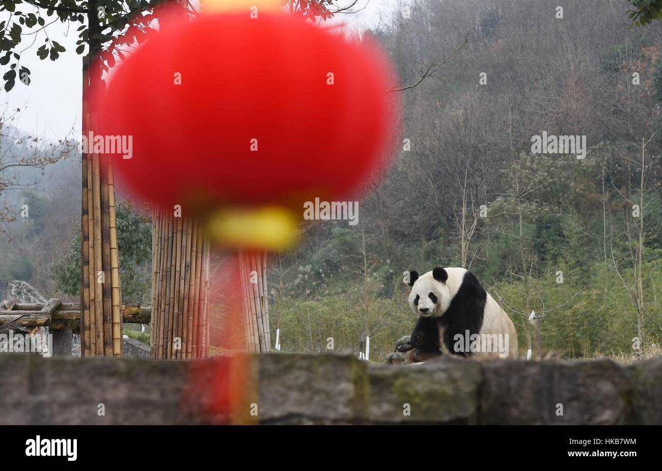 Dujiangyan, China's Sichuan Province. 27th Jan, 2017. Giant panda ...