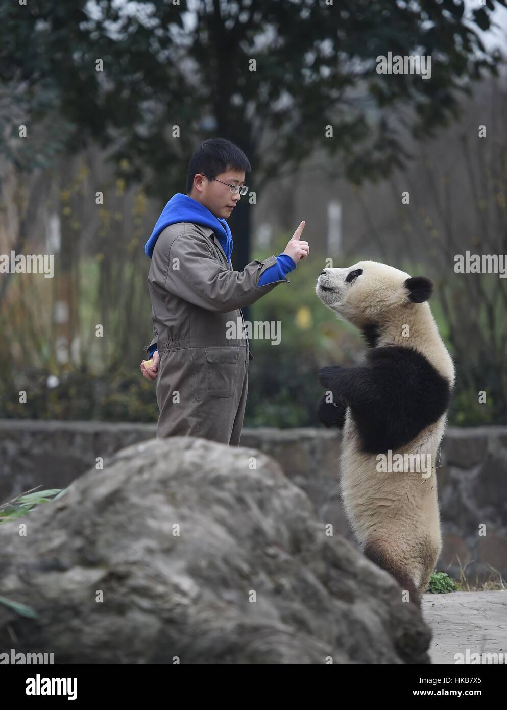 Dujiangyan, China's Sichuan Province. 27th Jan, 2017. Keeper Zou ...