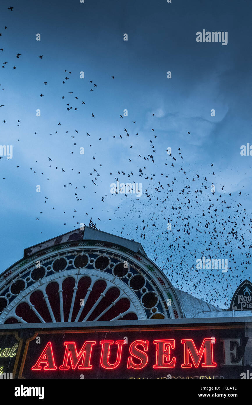 Keith morris starling hi-res stock photography and images - Alamy