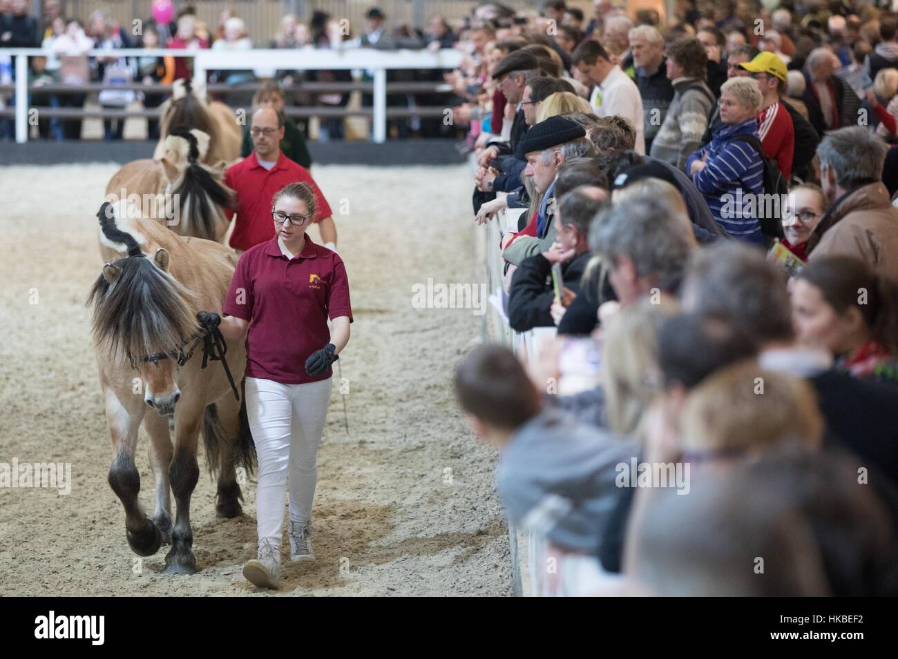 Berlin, Germany. 28th Jan, 2017. Visitors watch the Fjord horses ...