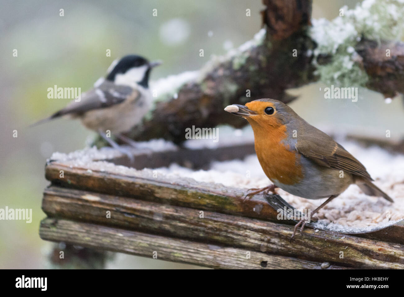 Robin with sunflower seeds hi-res stock photography and images - Alamy