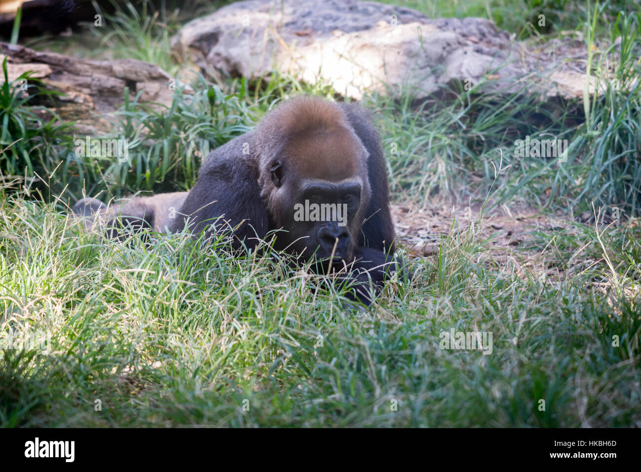 Visit to Safari Ramat Gan, Israel Stock Photo - Alamy