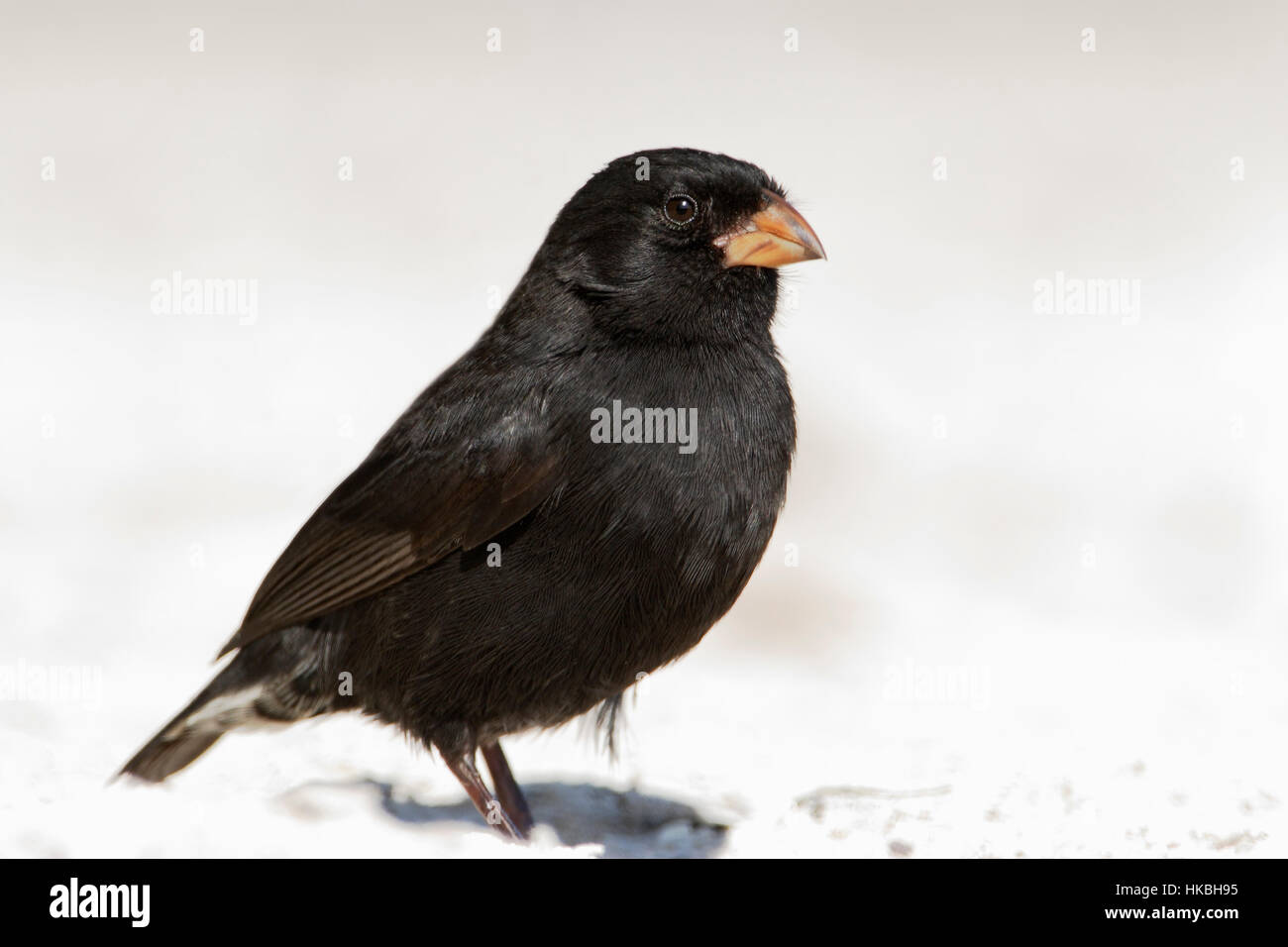 Small ground finch (Geospiza fuliginosa) male on sandy beach, Tortuga ...