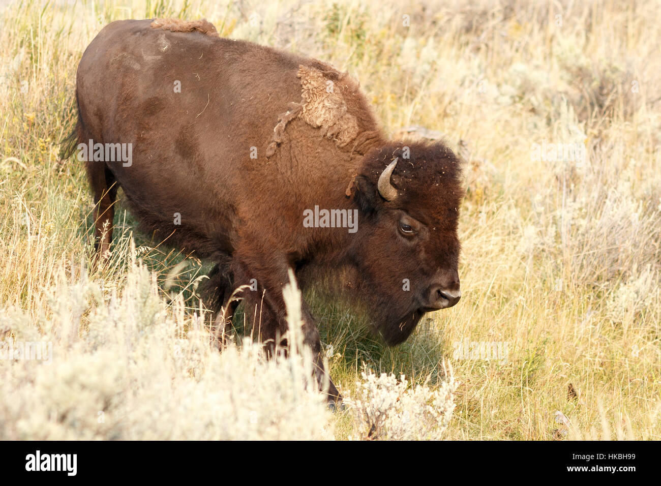 Buffalo, Wyoming, Yellowstone National Park, Taken 08.15 Stock Photo ...