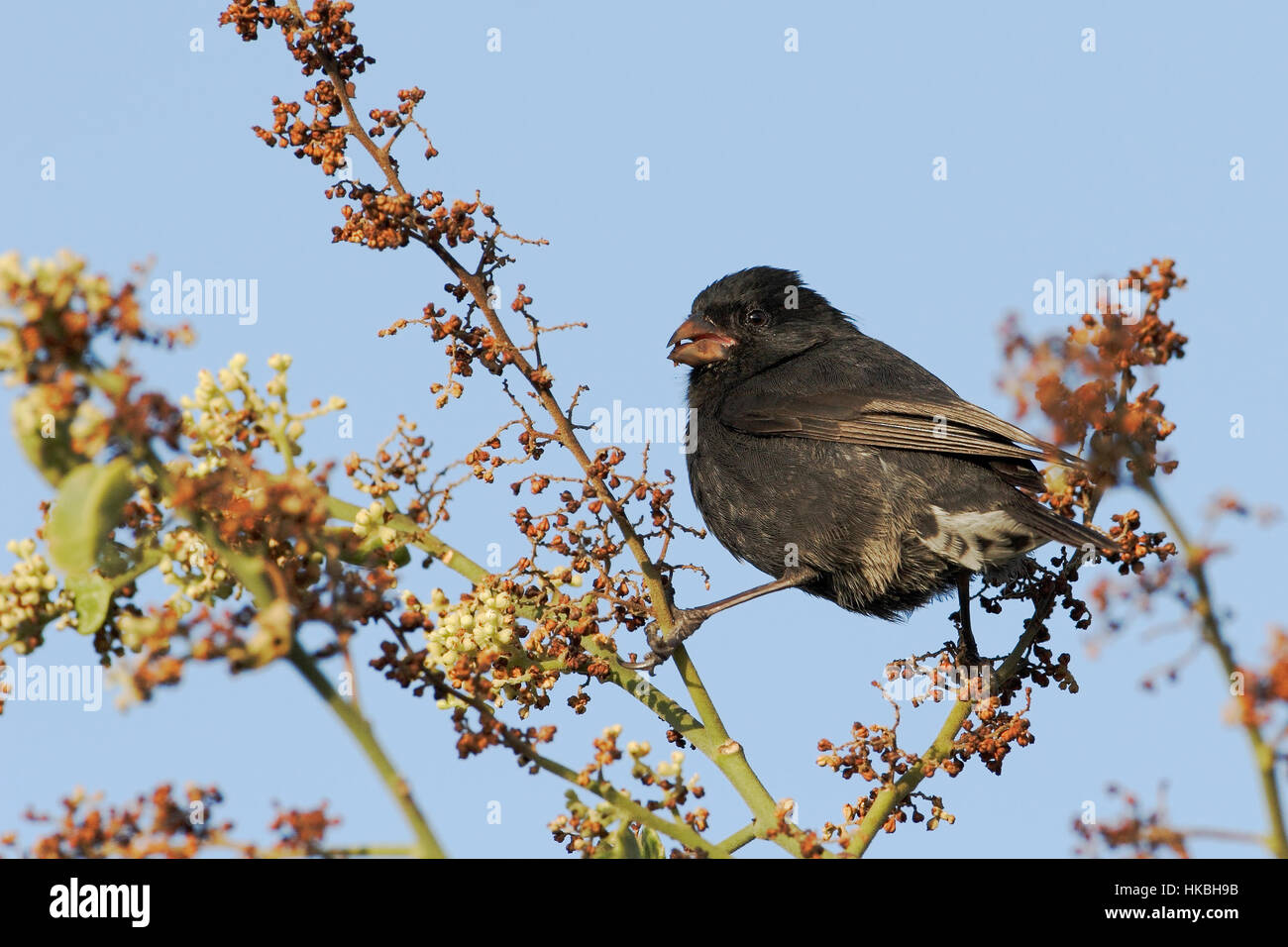 Small ground finch (Geospiza fuliginosa) male on branch, Tortuga Bay ...