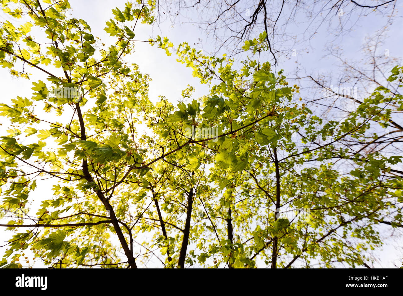 crown tree with sunshine in spring, note shallow depth of field Stock ...