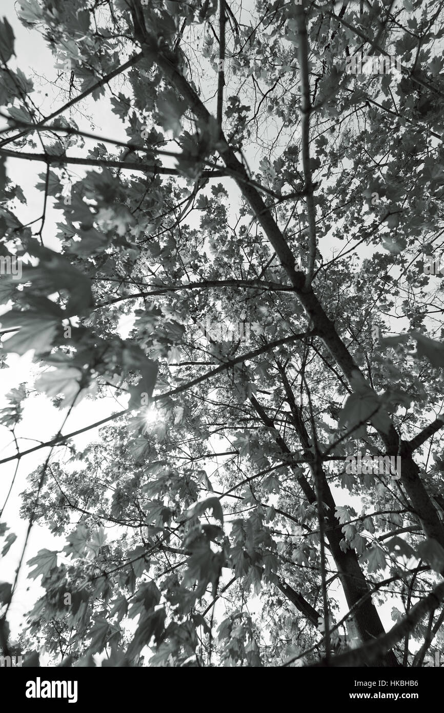 crown tree with sunshine in spring, note shallow depth of field Stock ...