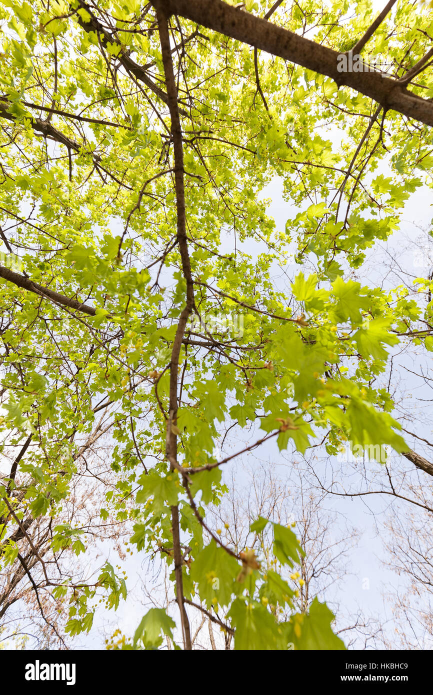 crown tree with sunshine in spring, note shallow depth of field Stock ...