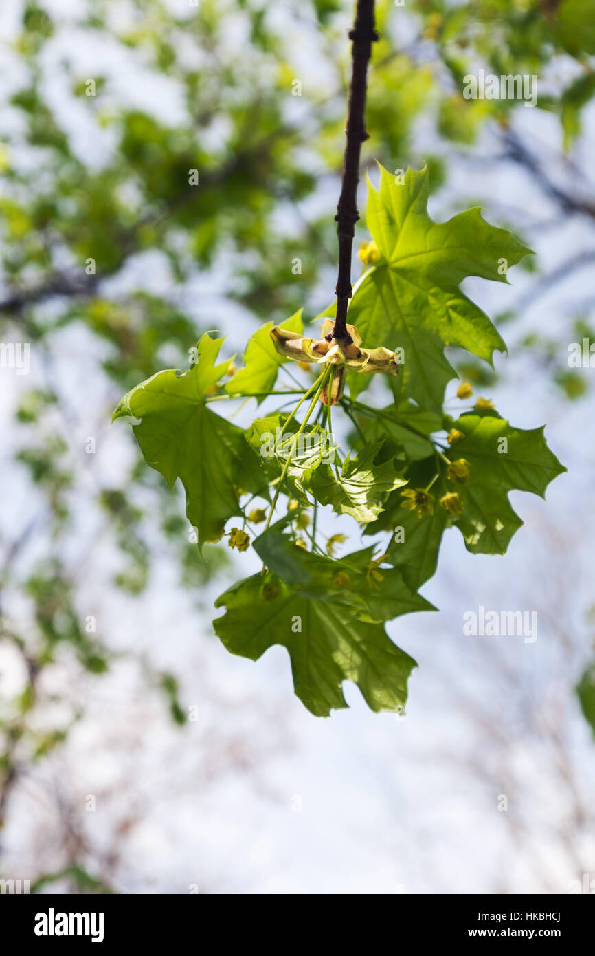 crown tree with sunshine in spring, note shallow depth of field Stock ...