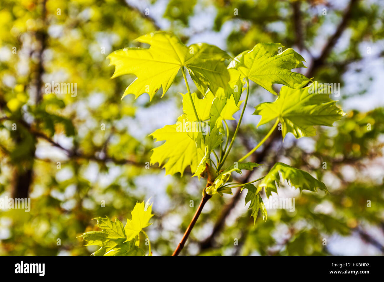crown tree with sunshine in spring, note shallow depth of field Stock ...