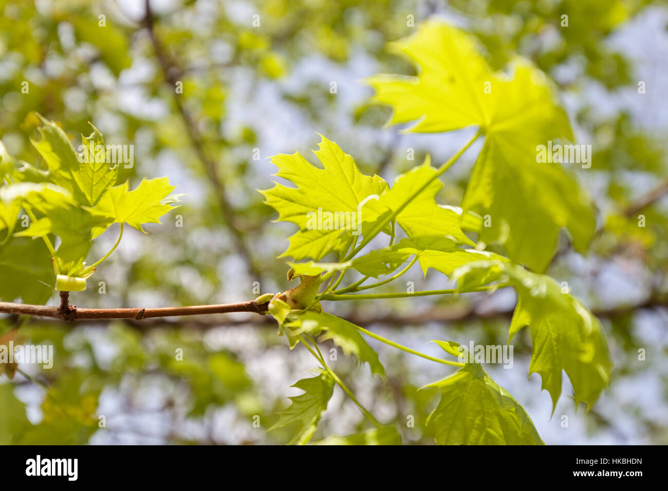 crown tree with sunshine in spring, note shallow depth of field Stock ...