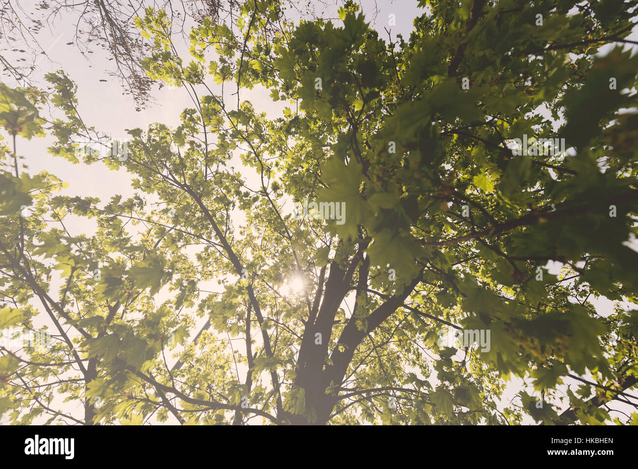 crown tree with sunshine in spring, note shallow depth of field Stock ...