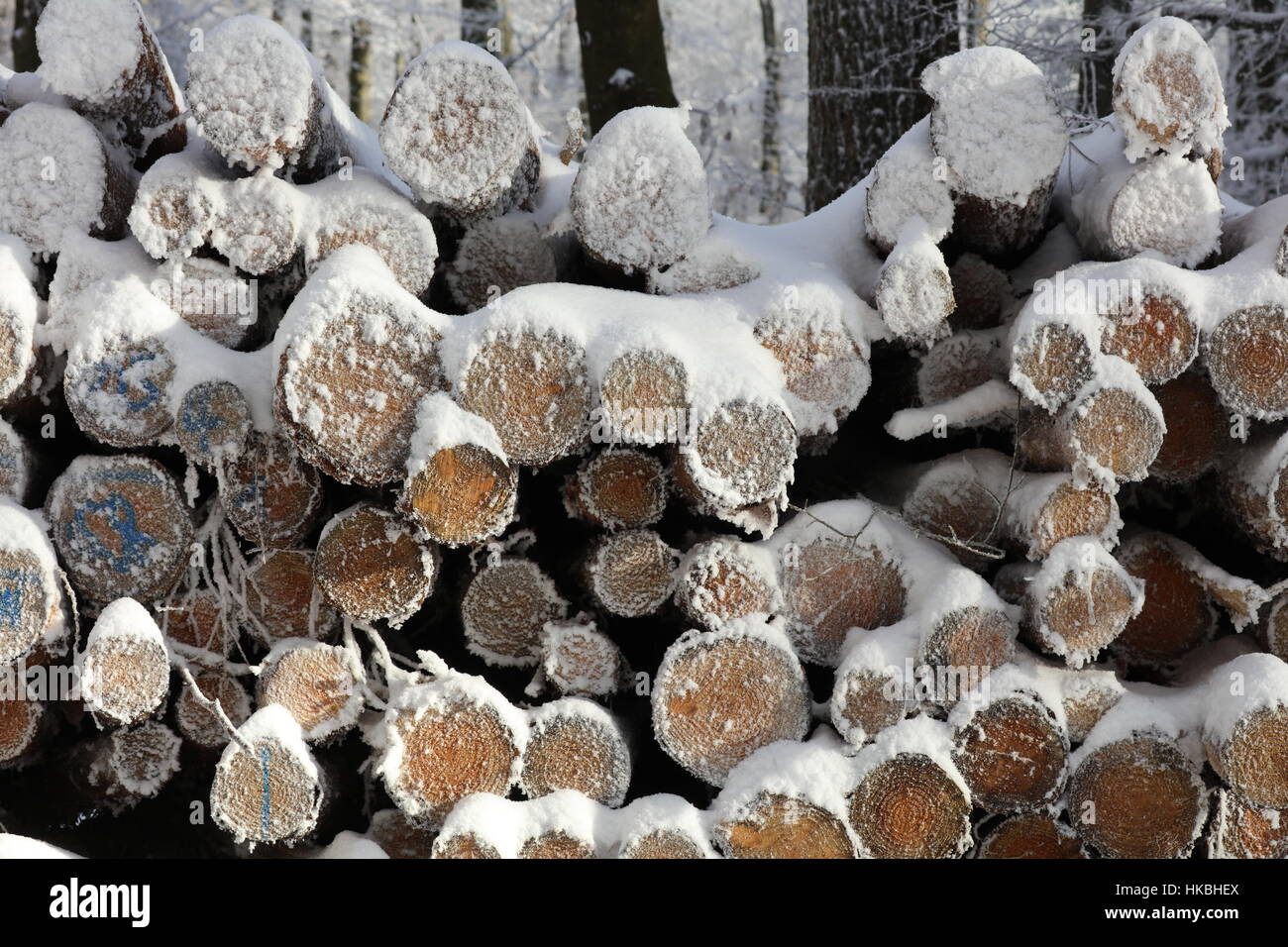 Felled trees in forest Stock Photo - Alamy